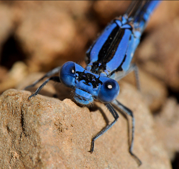 No Creepy Crawlies Here: Gallery of the Cutest Bugs | Live Science