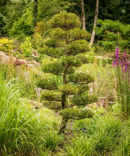 Podocarpus care and growing guide: top tips for these trees | Homes and ...