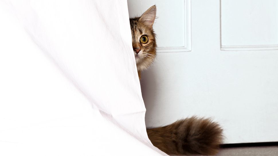 10 signs a cat is stressed and how you can help | PetsRadar