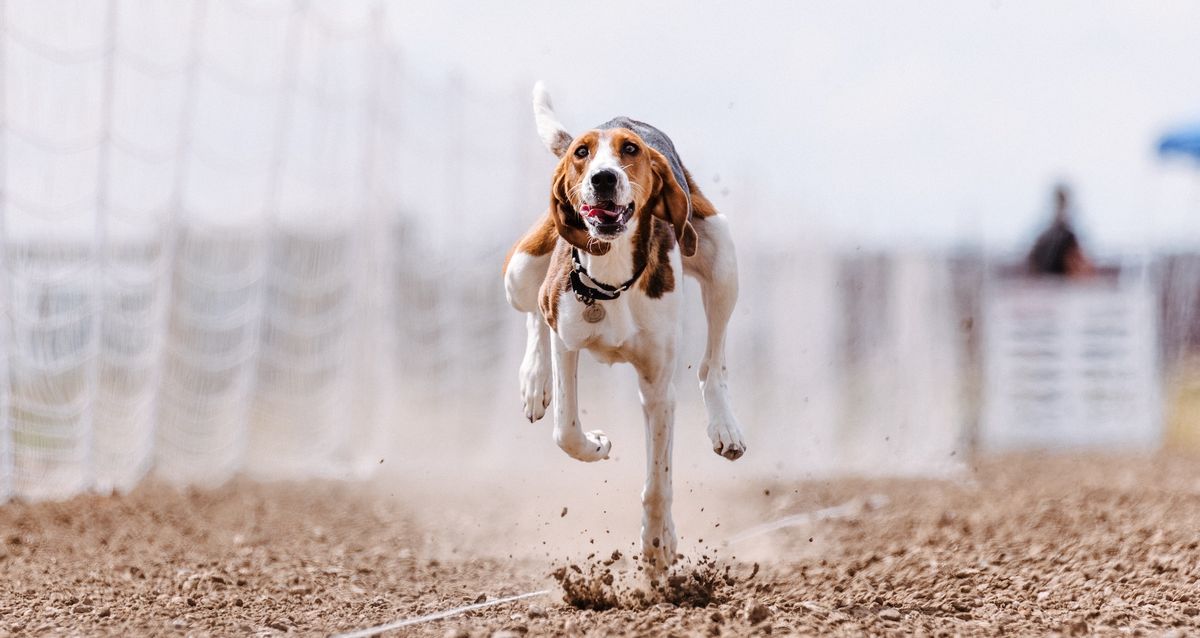 32 facts about American Foxhound dogs | PetsRadar