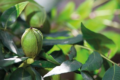 How to grow a nut tree | Country Life