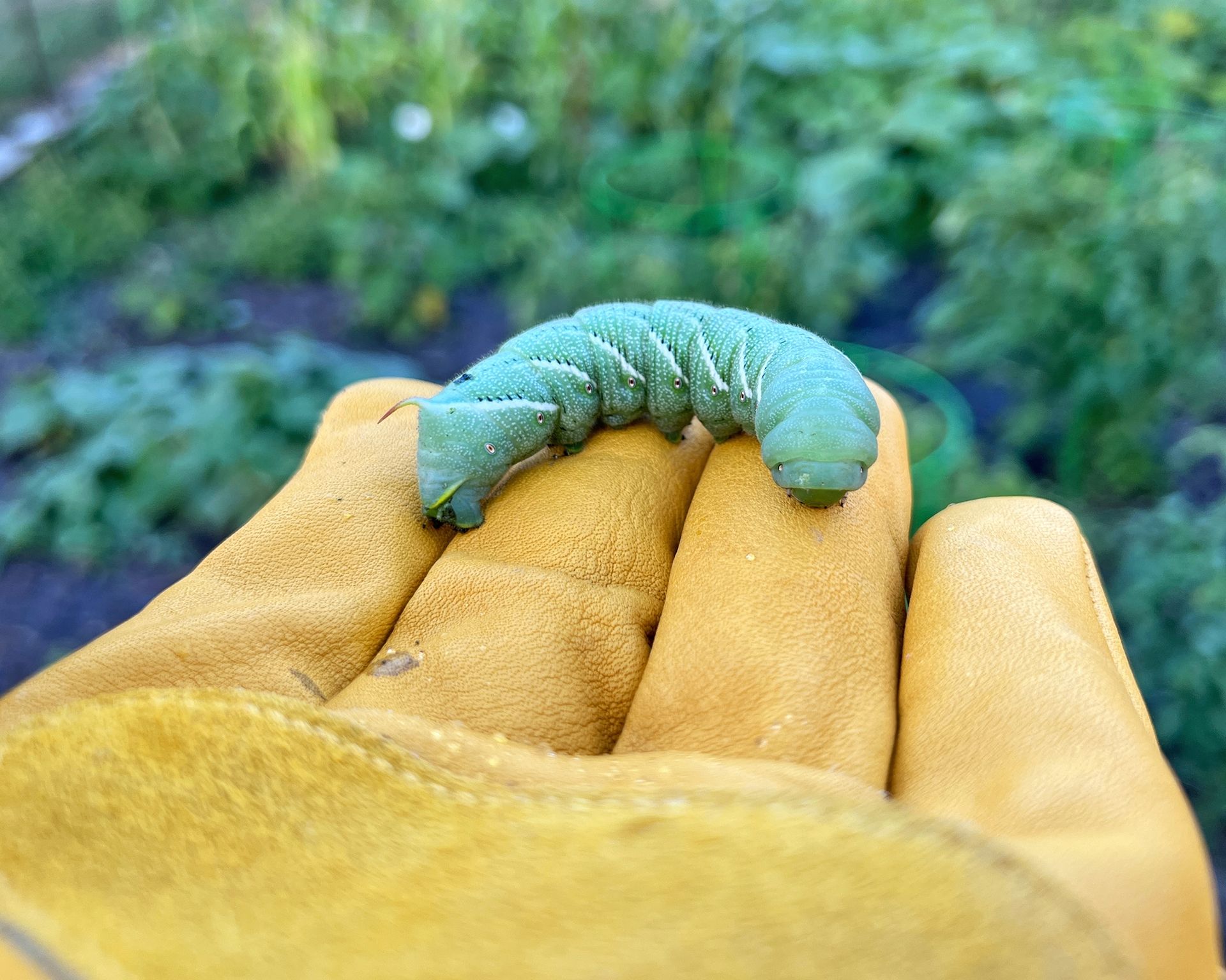How To Get Rid Of Tomato Hornworms: 5 Natural Solutions | Gardening ...