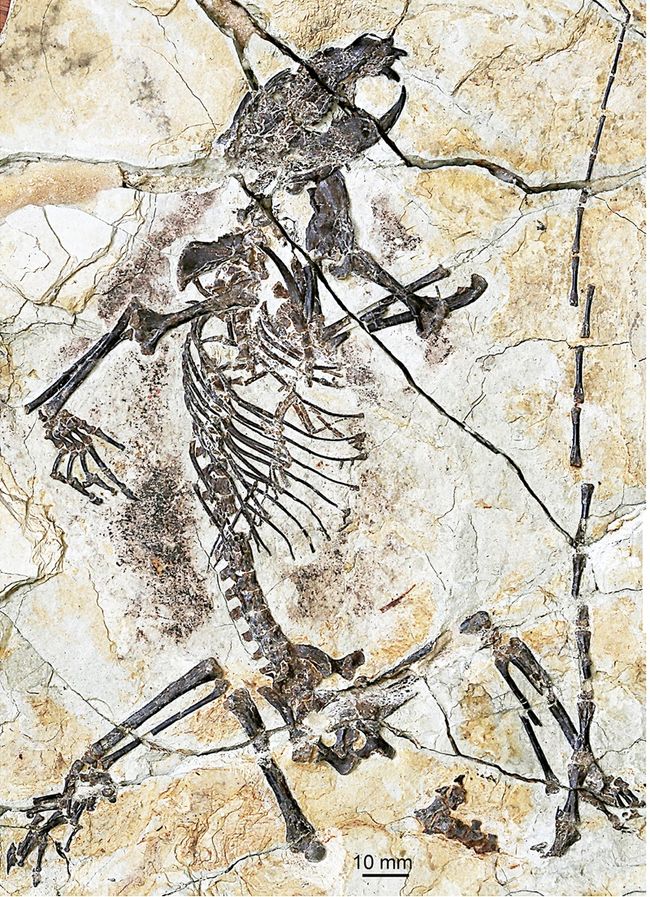 Ancient Squirrel-Like Creatures Push Back Mammal Evolution | Live Science