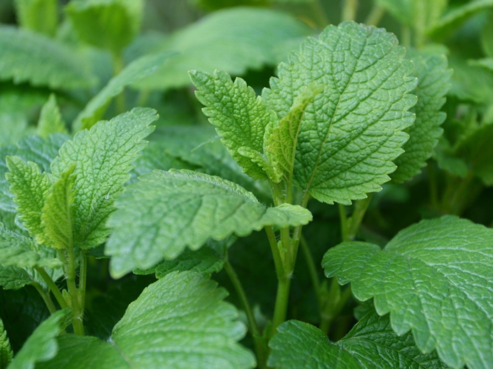 Lemon Balm Plant - How To Grow Lemon Balm | Gardening Know How