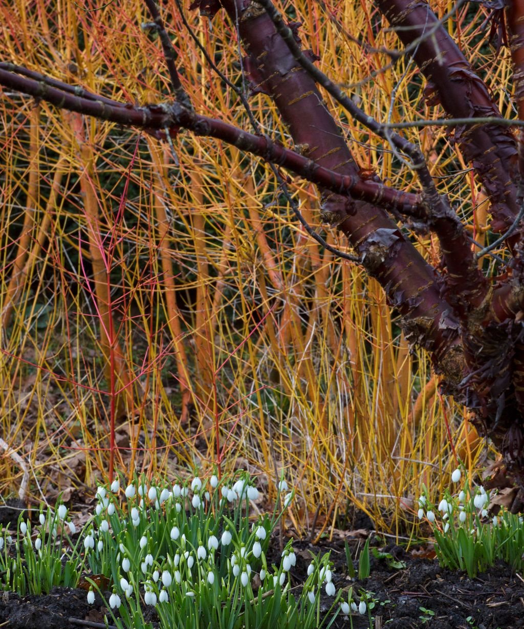 Planning a winter garden: expert planting and design tips | Homes and ...
