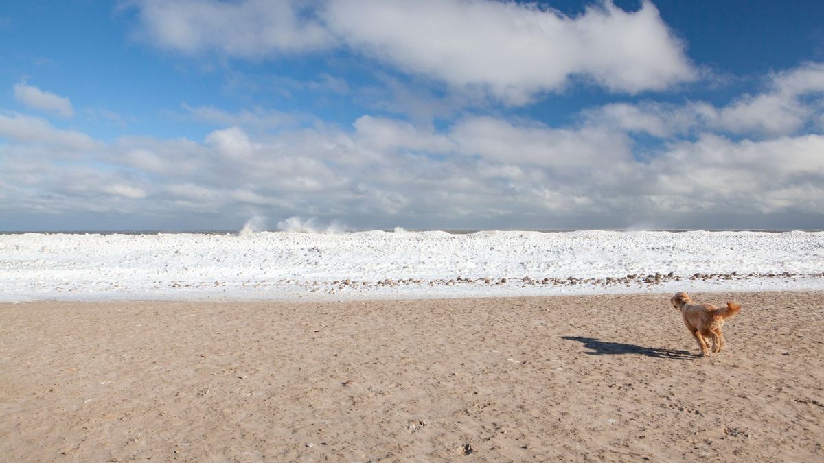 best dog-friendly beaches in the US | PetsRadar