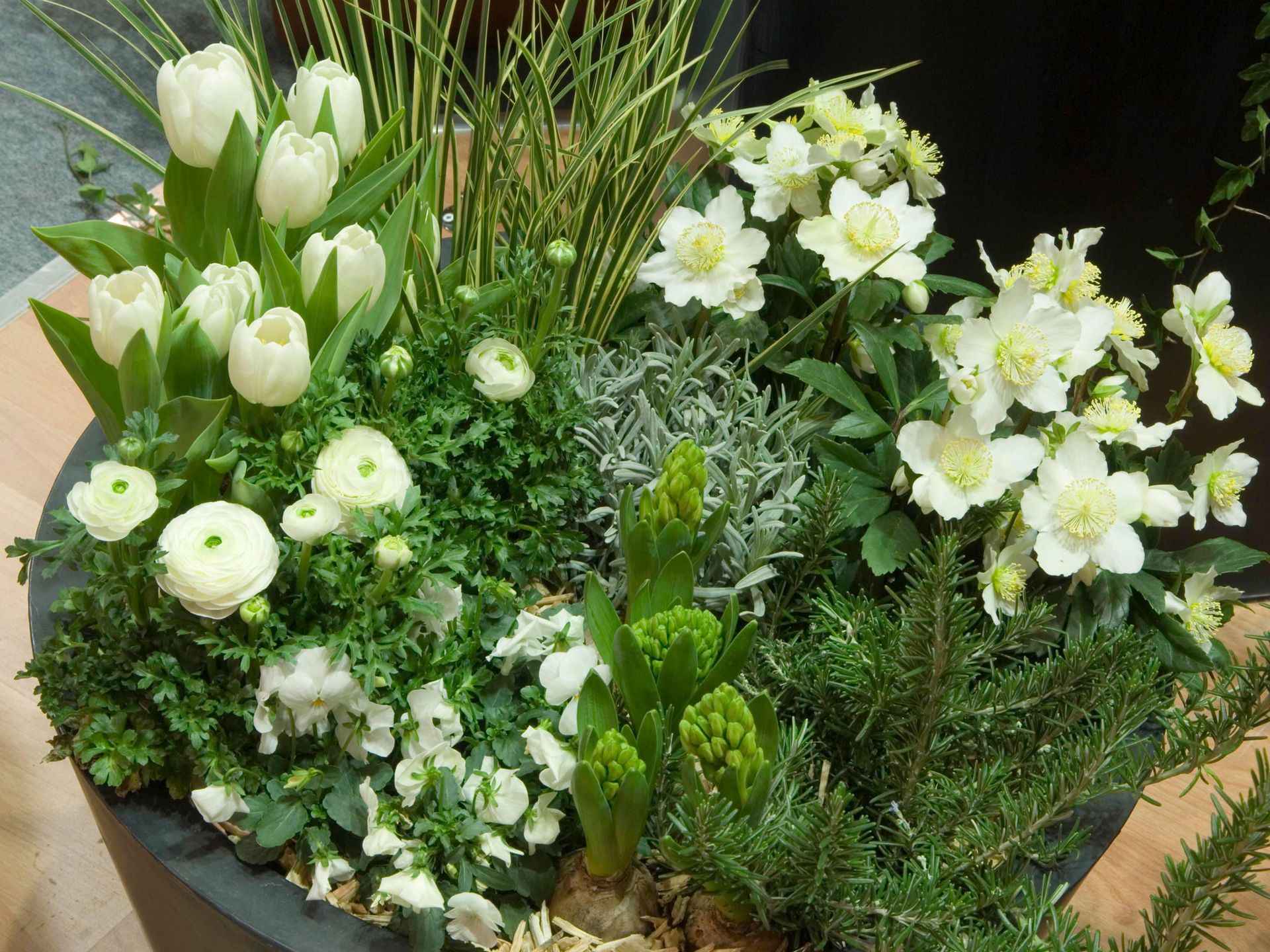 How to Care for a Christmas Rose so it Blooms All Winter | Livingetc