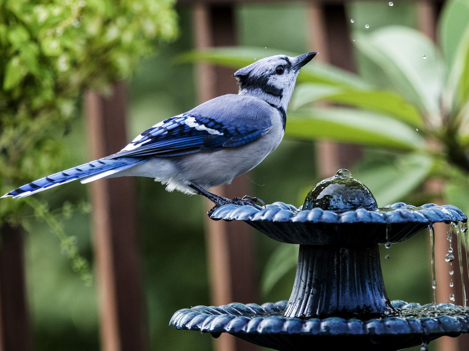 5 Expert Tips To Get Birds Flocking To Your Yard | Gardening Know How