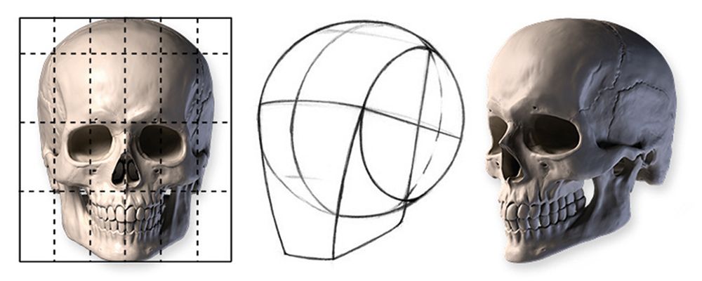 Draw accurate bones and muscle | Creative Bloq