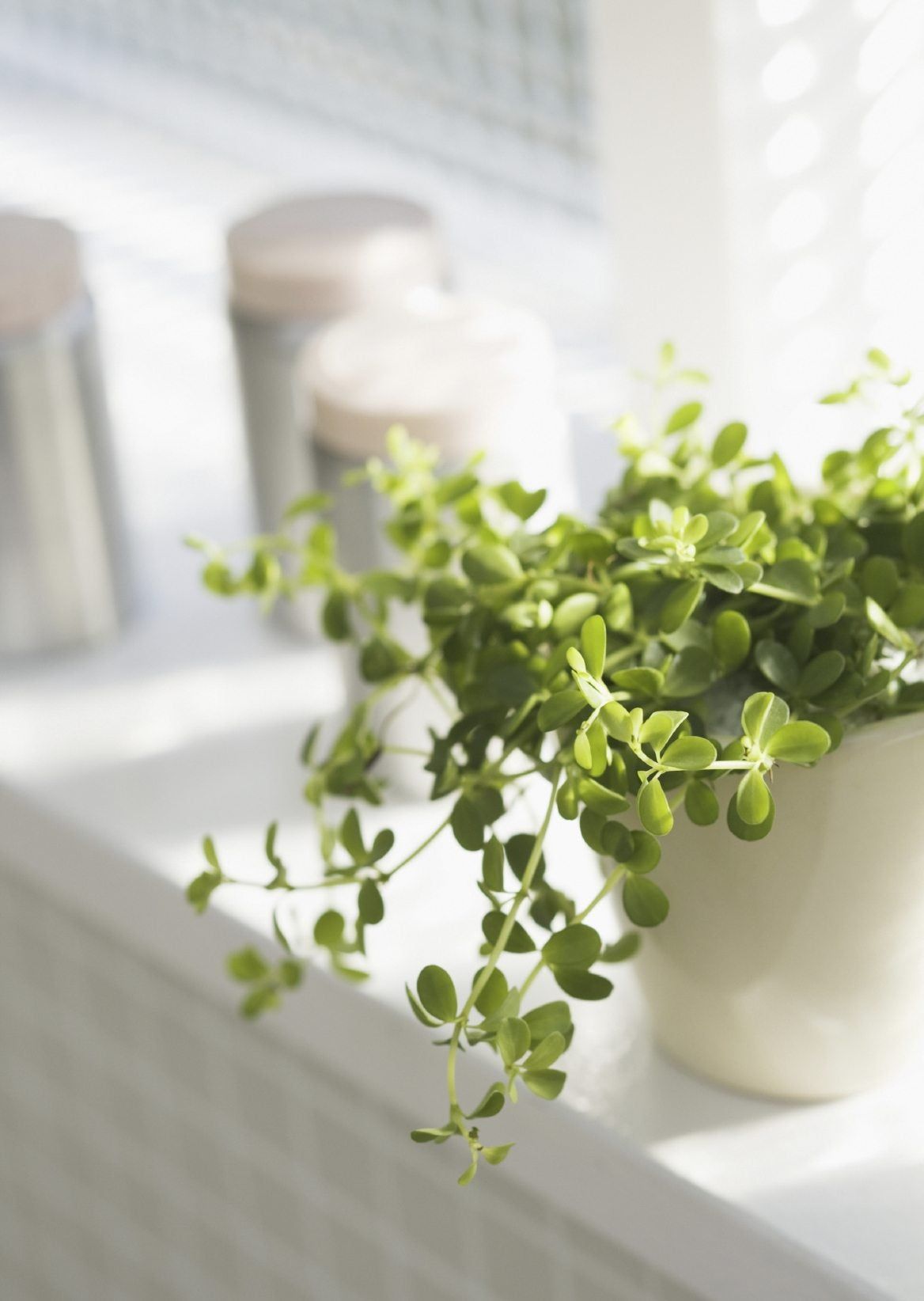 Placing Houseplants in Your Home | Gardening Know How