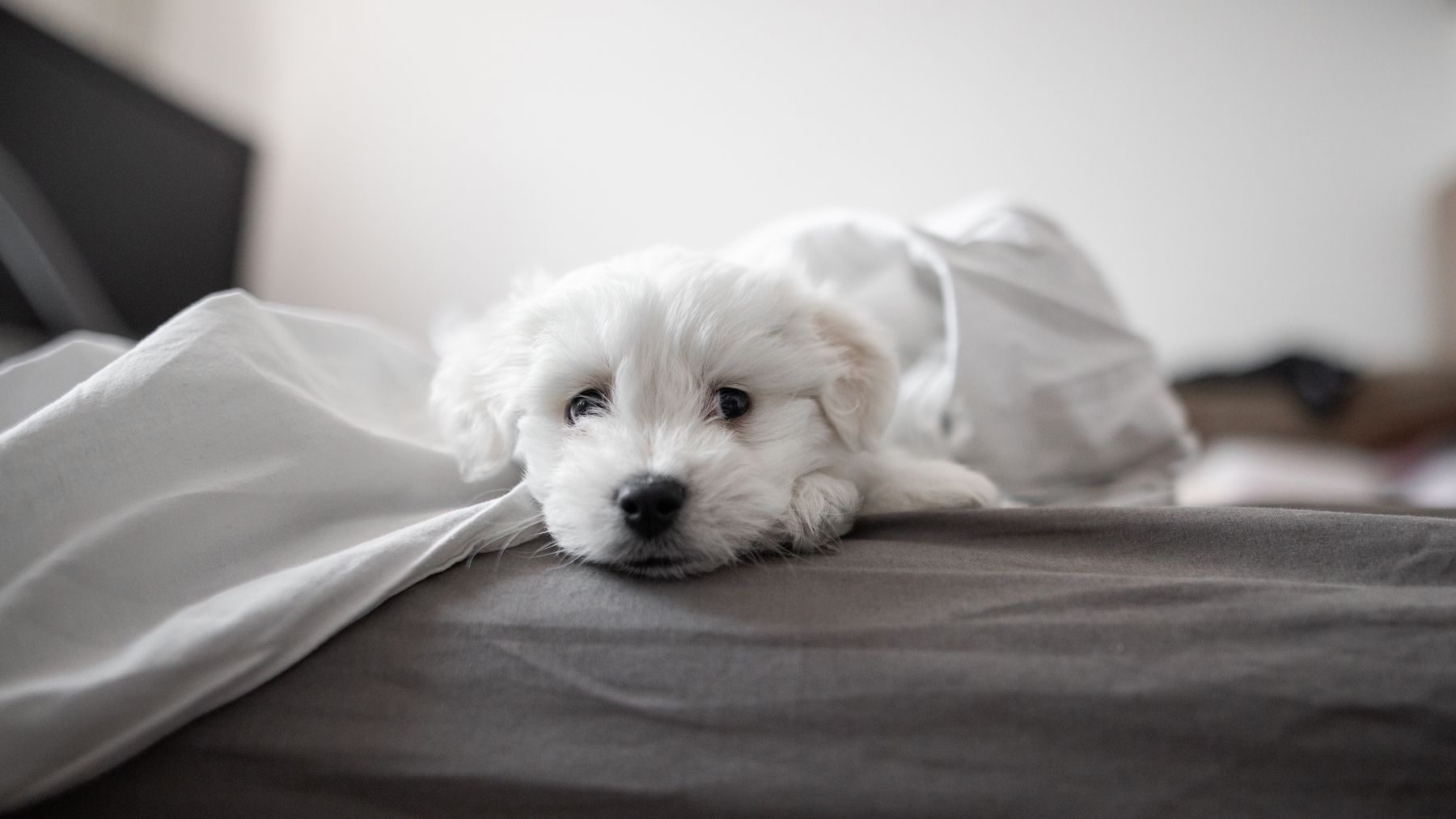 Struggling with your puppy’s bedtime routine? Try these expert-approved ...
