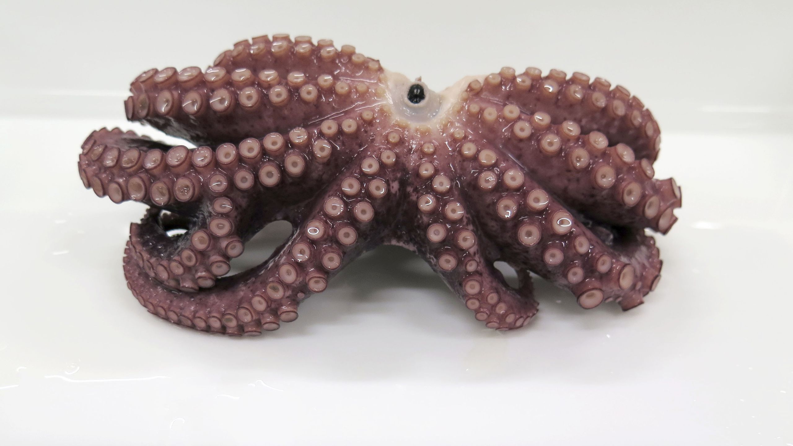 Rare 9-armed octopus found off Japan coast | Live Science