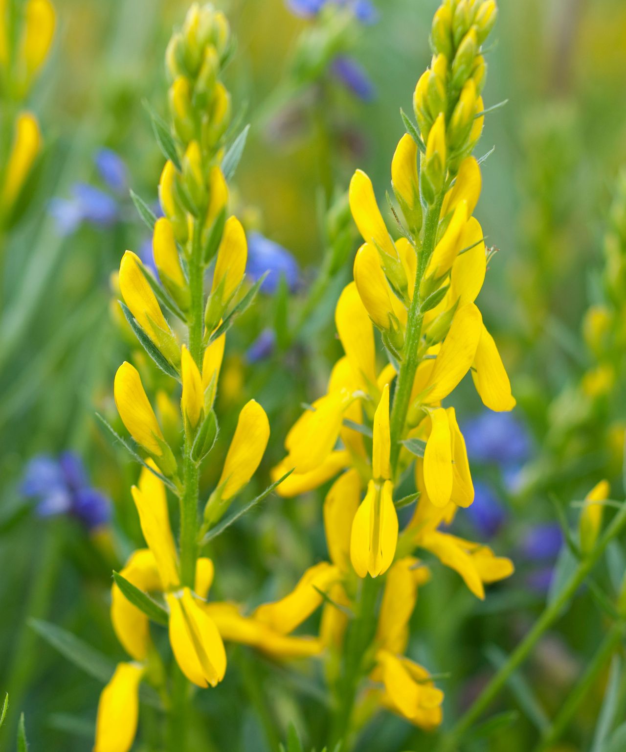 Best dye plants: 12 picks for making homemade natural dyes | Gardeningetc