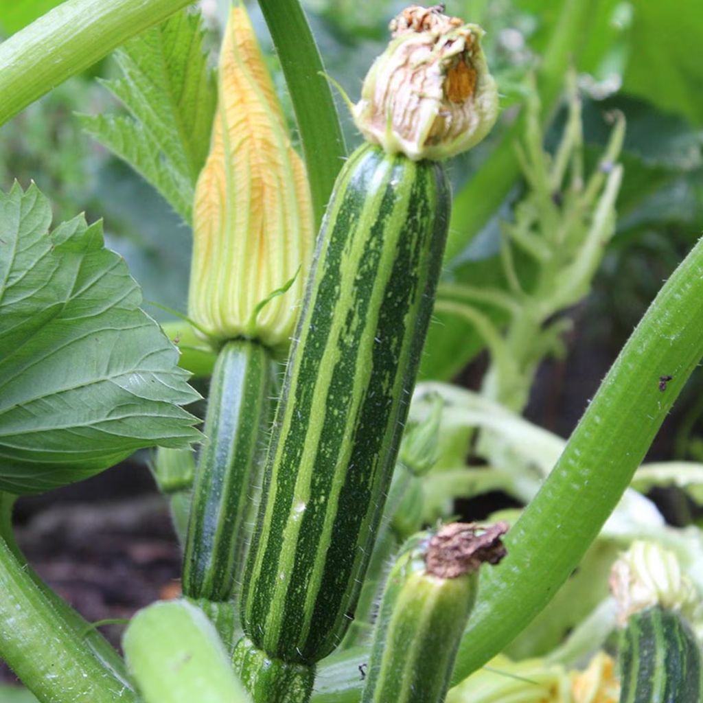 How to grow courgettes: an expert guide to a bumper crop | Ideal Home