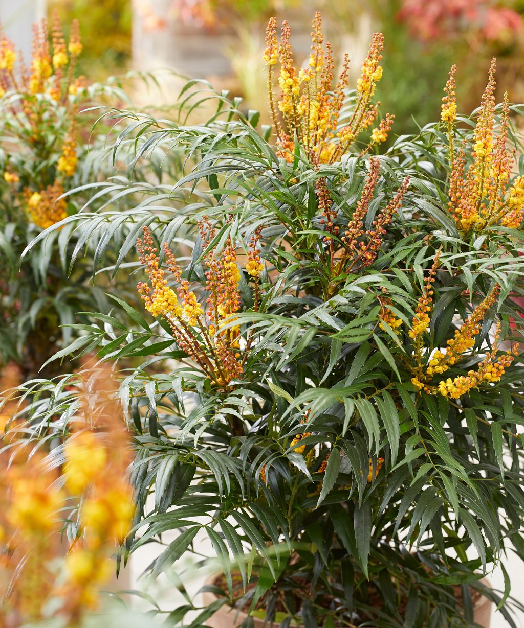 Mahonia care and growing guide: expert tips for cultivation | Homes and ...