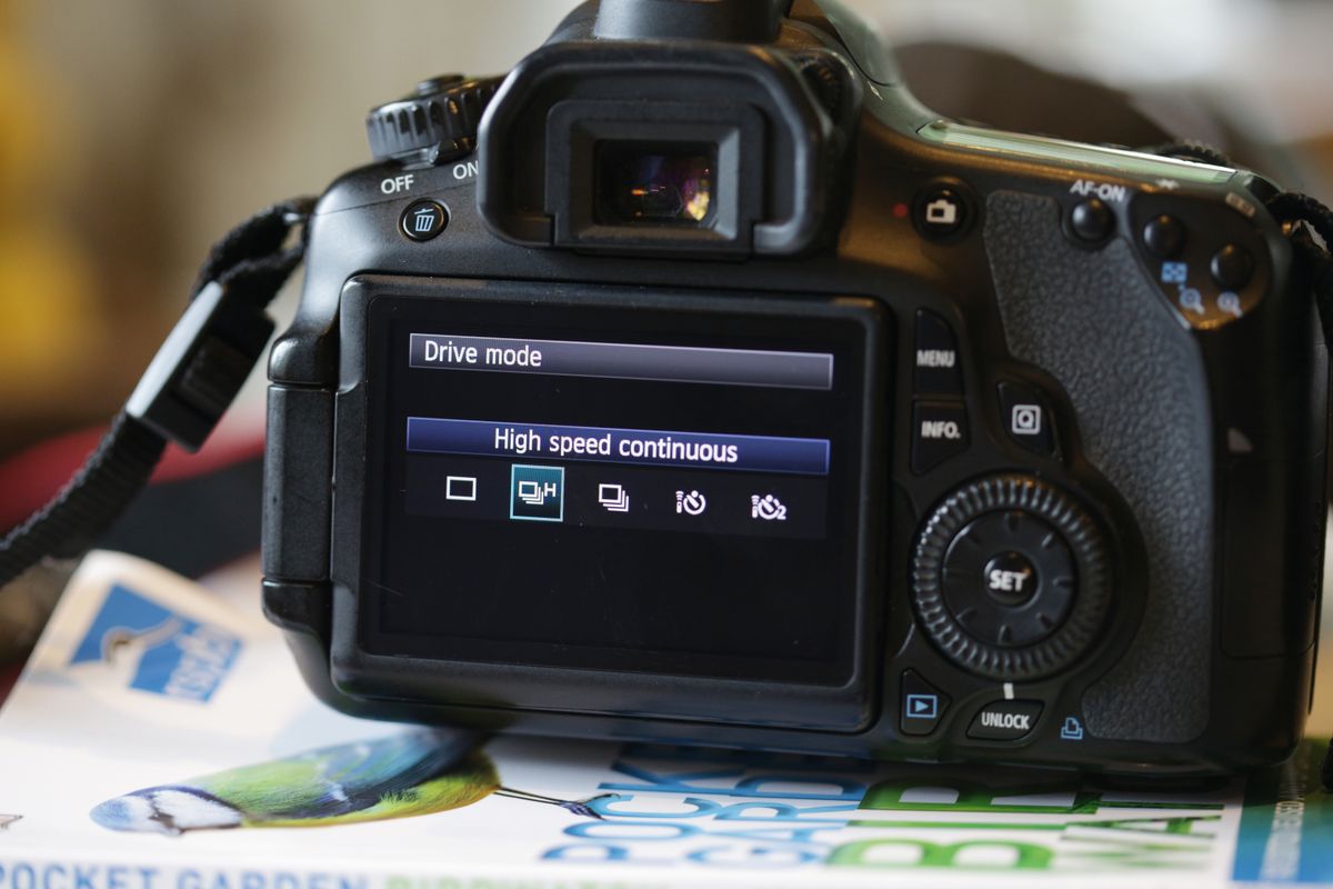 Home photography ideas: Bird photos from your kitchen window! | Digital ...