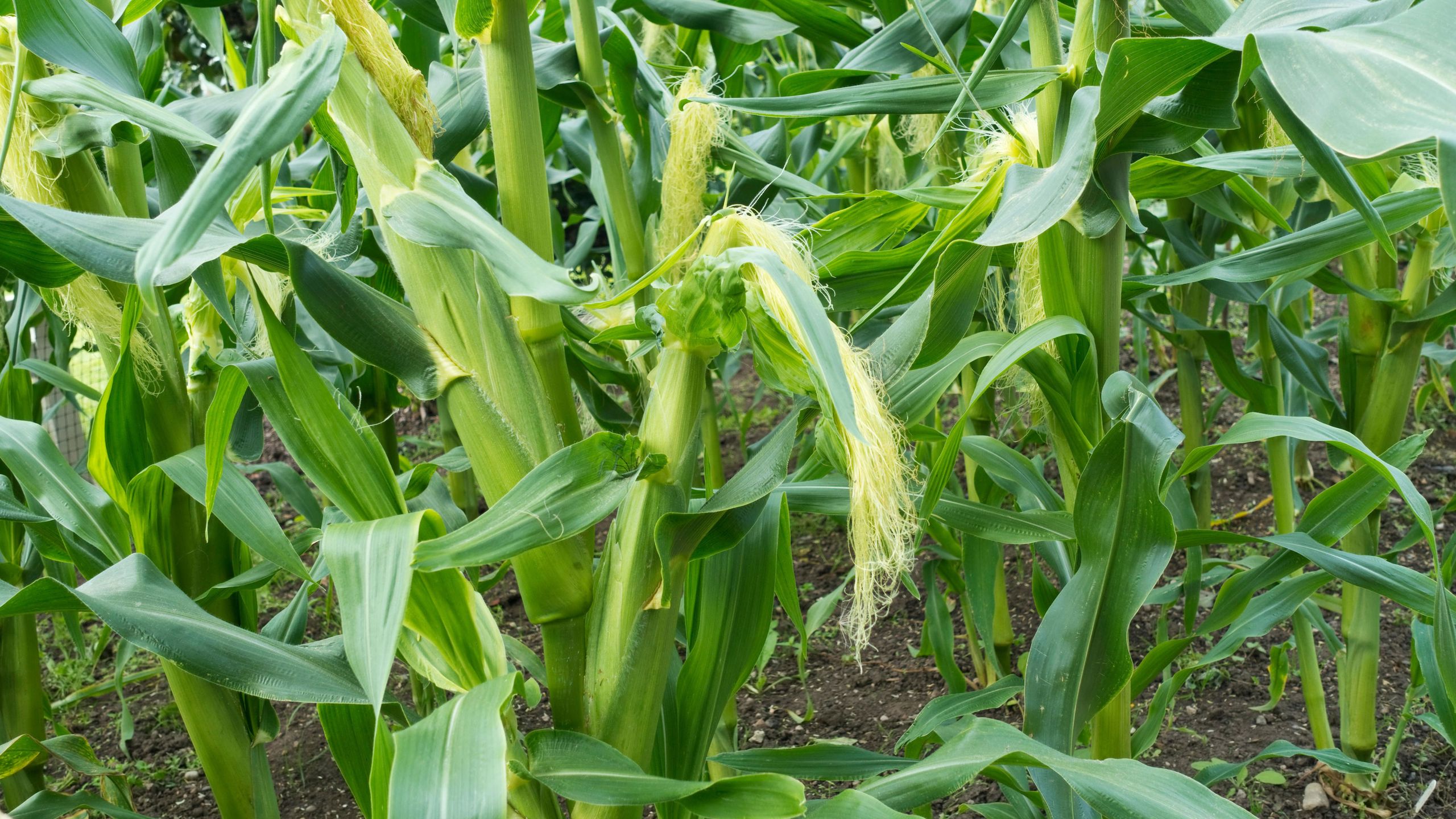 How to grow sweet corn – a guide to planting corn on the cob | GardeningEtc