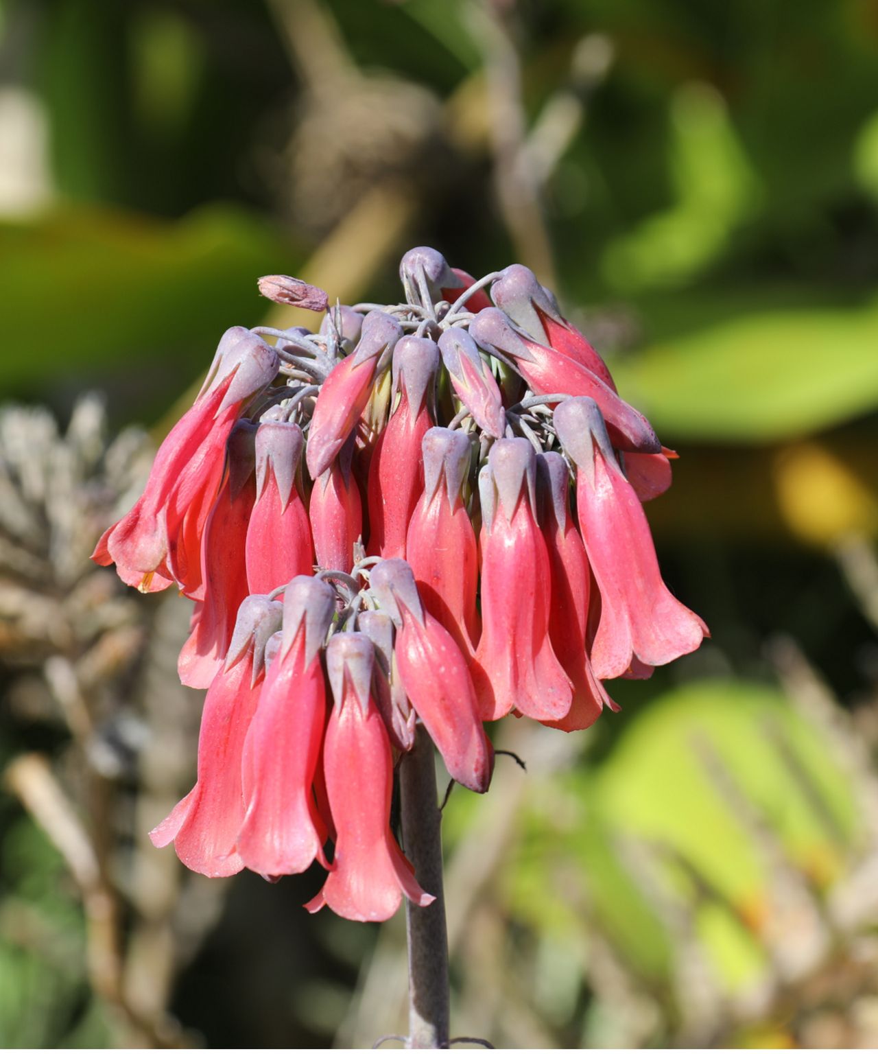 Mother of millions care: Expert tips to keep it flowering | Homes and ...