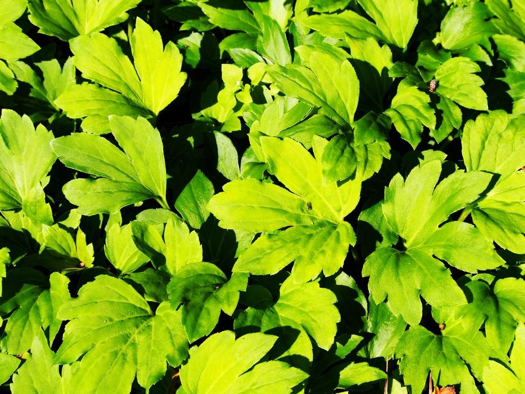 Mukdenia Plant Care - Tips On Growing Mukdenia Plants In The Garden ...