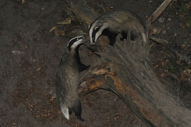 Facts About Badgers | Live Science