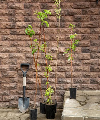 How to grow raspberry canes in pots: a step-by-step guide | Ideal Home