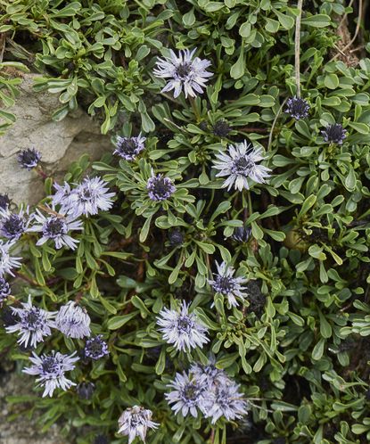Plants for rockeries: 16 top choices for rock gardens | Gardeningetc