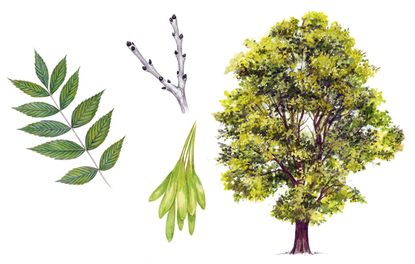 A simple guide to identifying British trees | Country Life