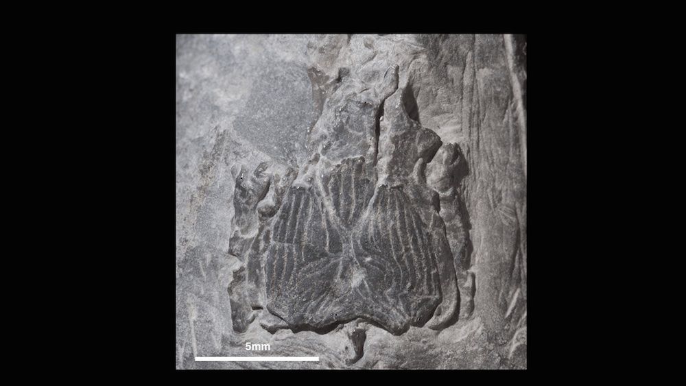 In Photos: Ancient Fish Skull From Siberia | Live Science