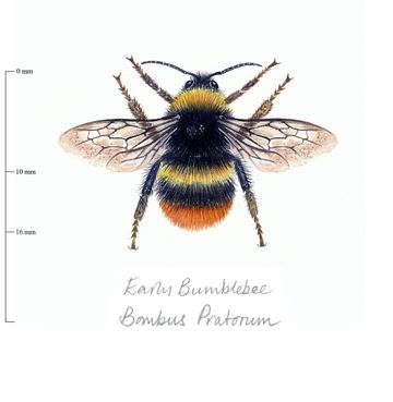 The seven bumblebees you'll see in Britain, and how to identify them ...