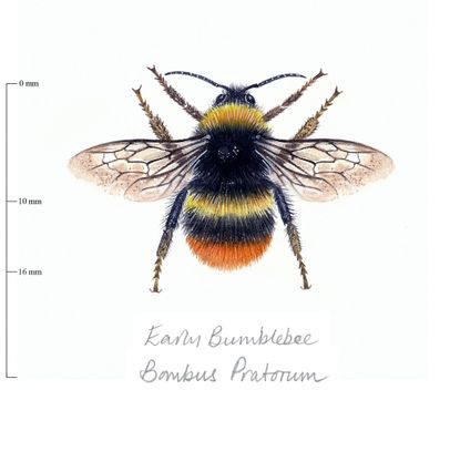 The seven bumblebees you'll see in Britain, and how to identify them ...