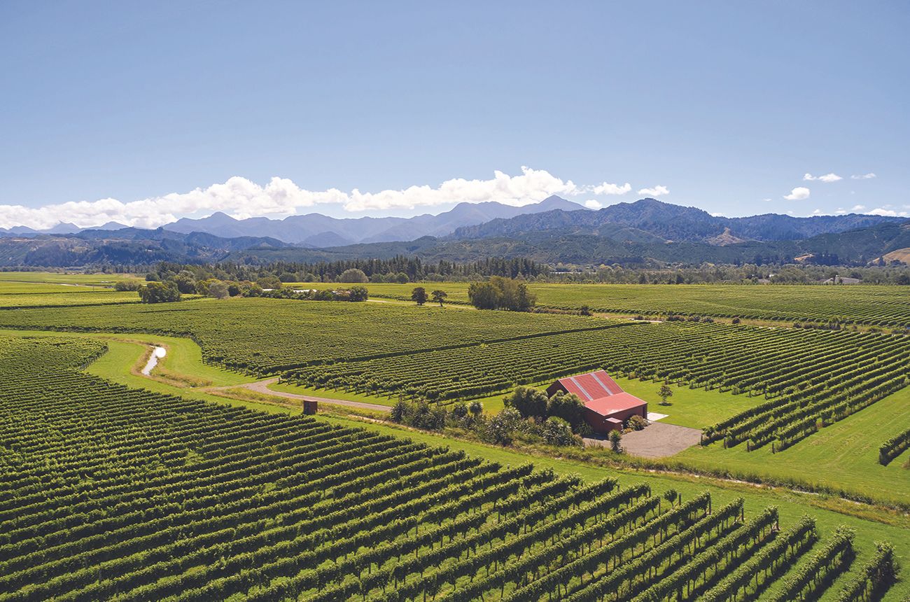 Cloudy Bay at 40: Raising a glass to a game changer | Decanter