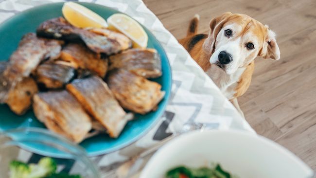 Can dogs have fish skins? Here’s what a vet says | PetsRadar