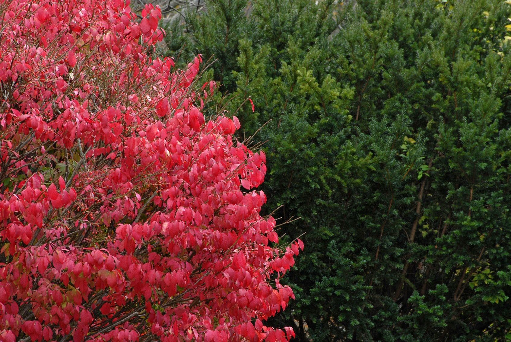 Burning Bush Growth Information: Burning Bush Care And Maintenance ...