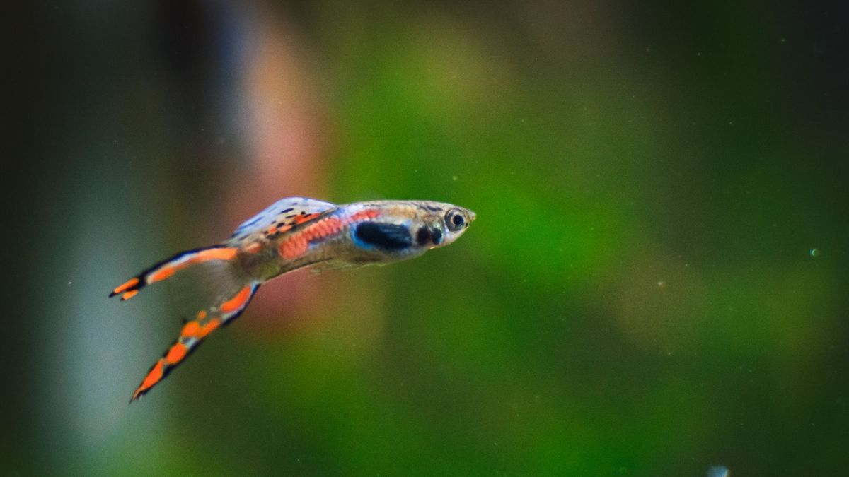 10 colorful tropical fish to brighten up your aquarium | PetsRadar