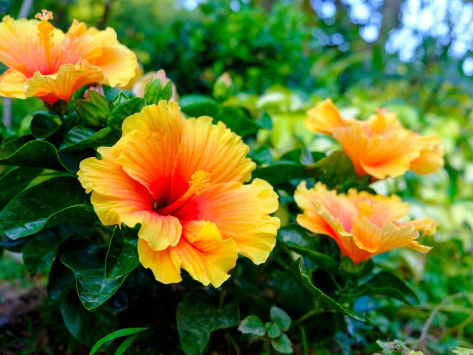 Tips & Information about Hibiscus | Gardening Know How