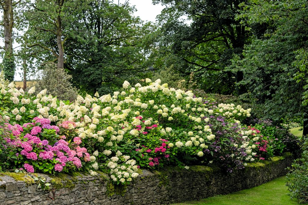 Ballynure House: The magical estate that transformed its bramble ...