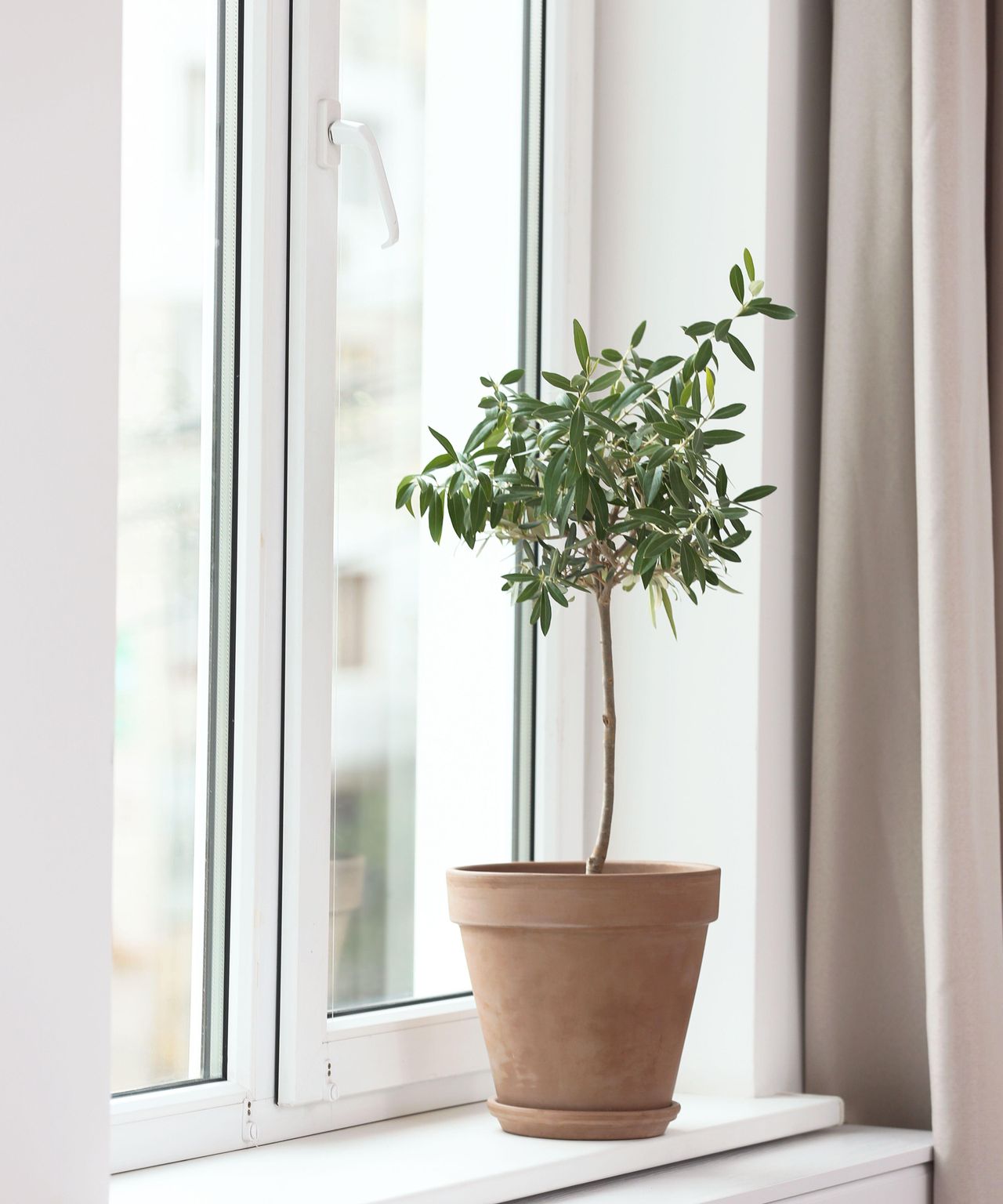 Can you grow olive trees indoors? Here's what the experts say ...
