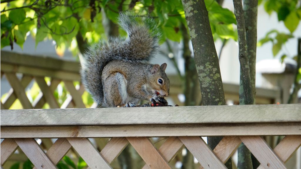 How to get rid of ground squirrels and prevent damage | Homes and Gardens