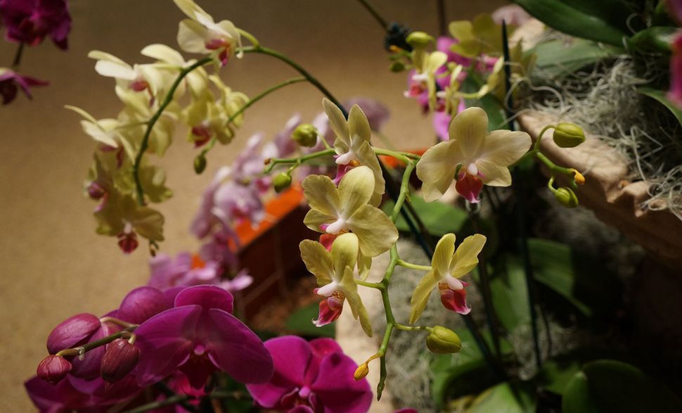 The Orchids of Latin America (Gallery) | Flowers in Photos | Live Science