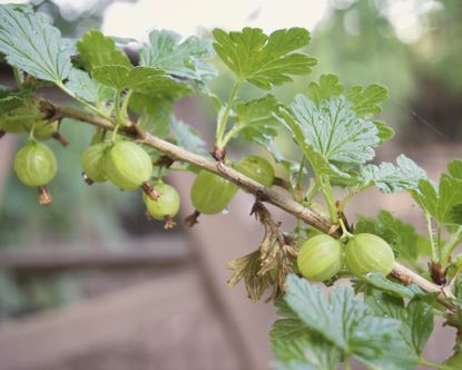 How to do gooseberry pruning for a big harvest | Gardeningetc