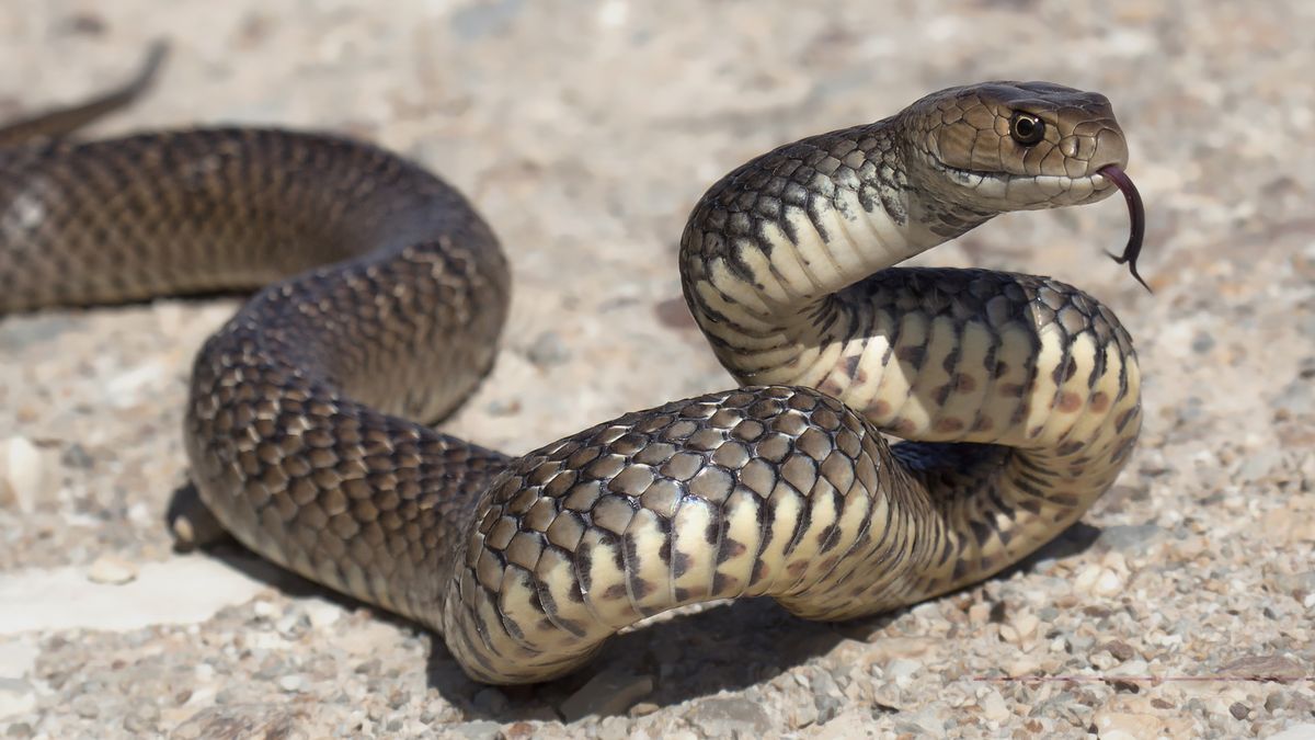 13 of the most venomous snakes on the planet | Live Science