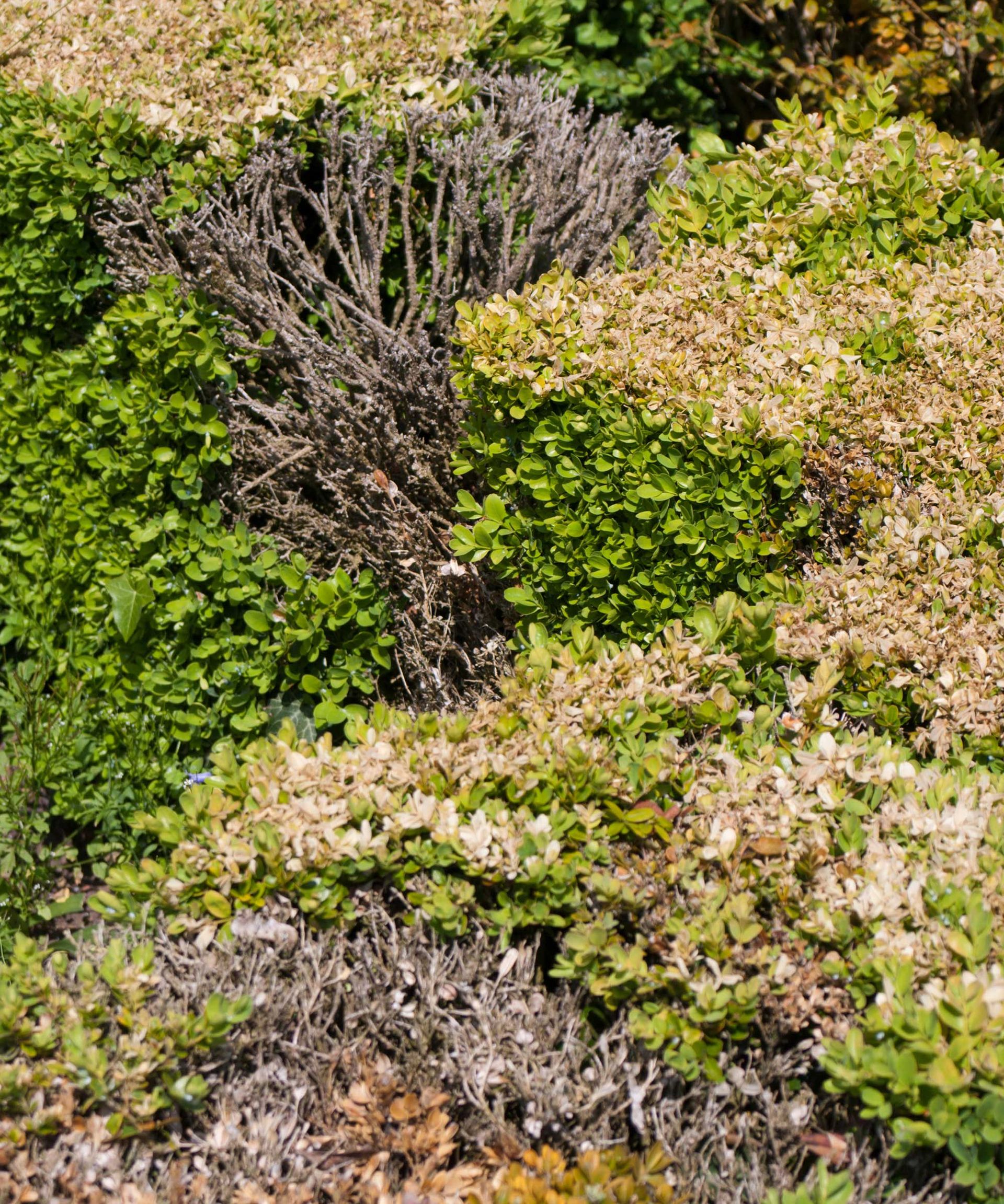 Box blight: how to prevent and treat this common disease | Gardeningetc