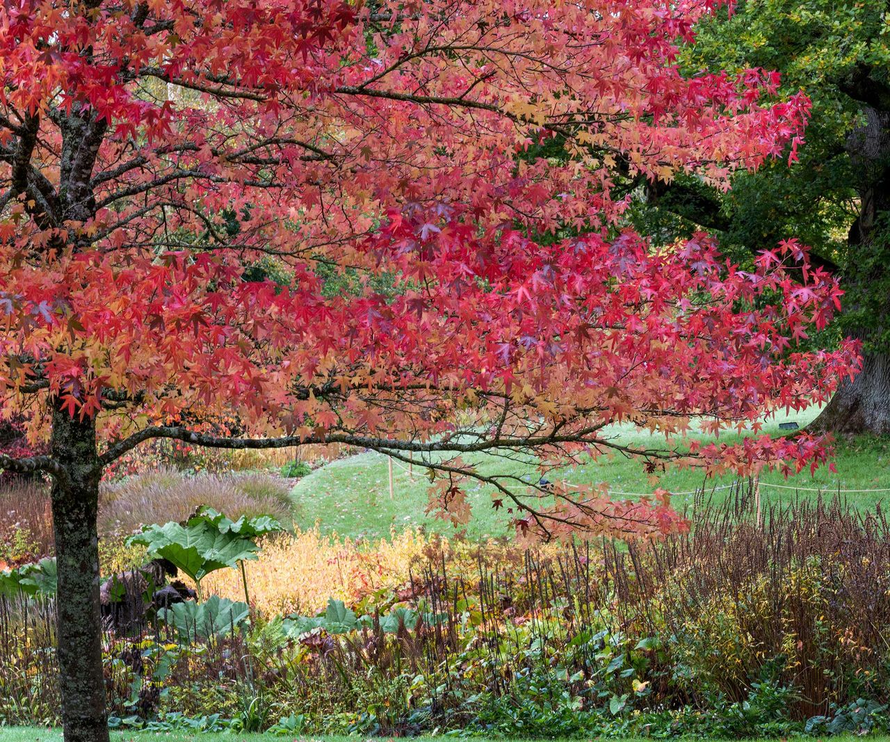 Drought-tolerant trees: 10 resilient choices | Homes and Gardens
