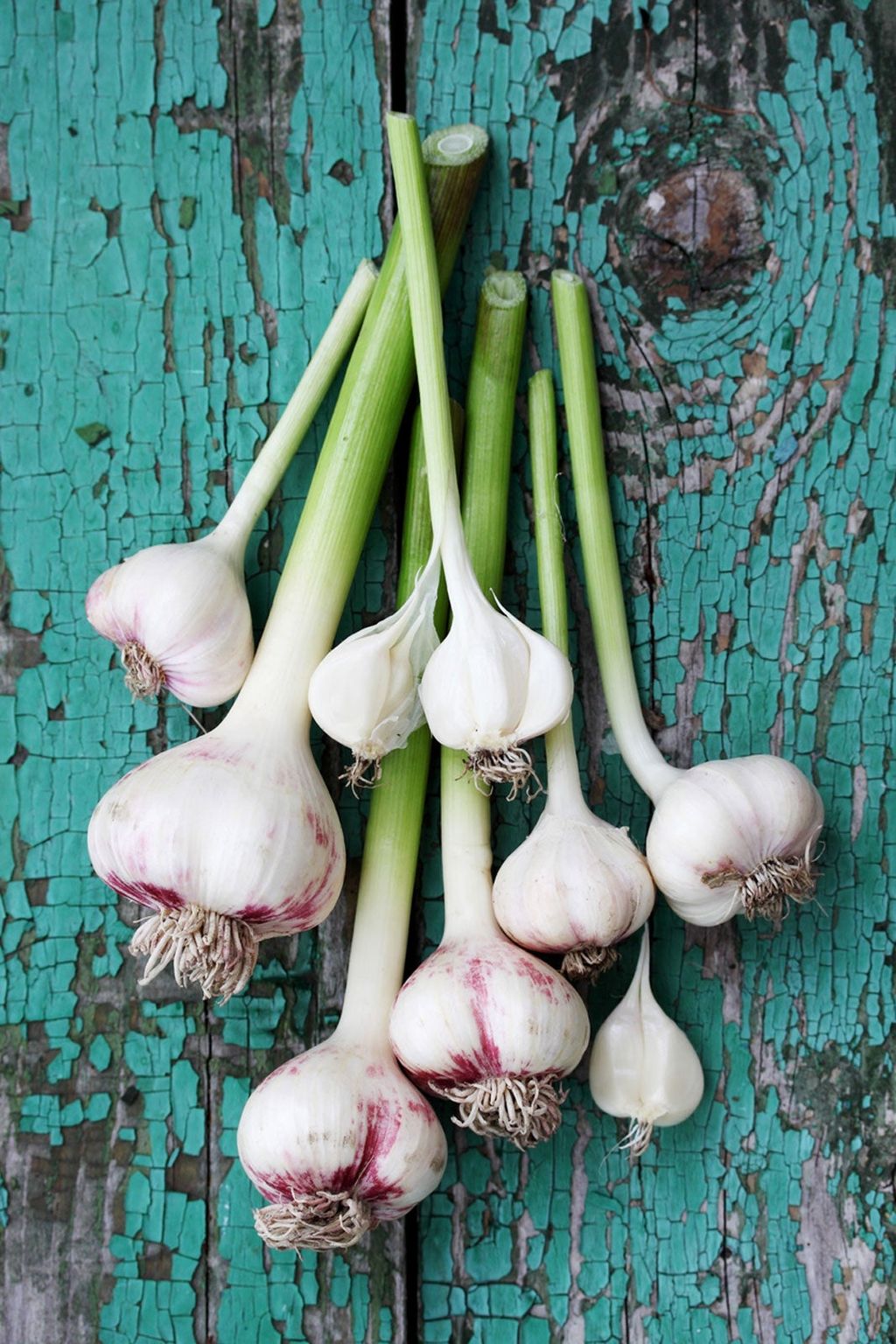 Potted Garlic Plants - How To Grow Garlic In A Container | Gardening ...