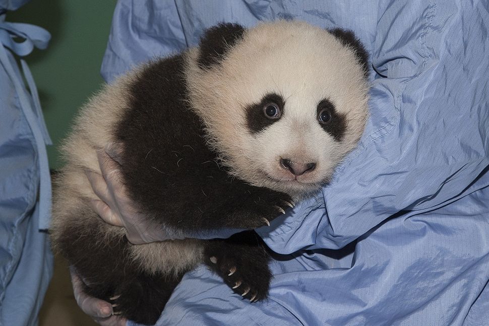 Baby Panda Pics: See a Cub Growing Up | Live Science