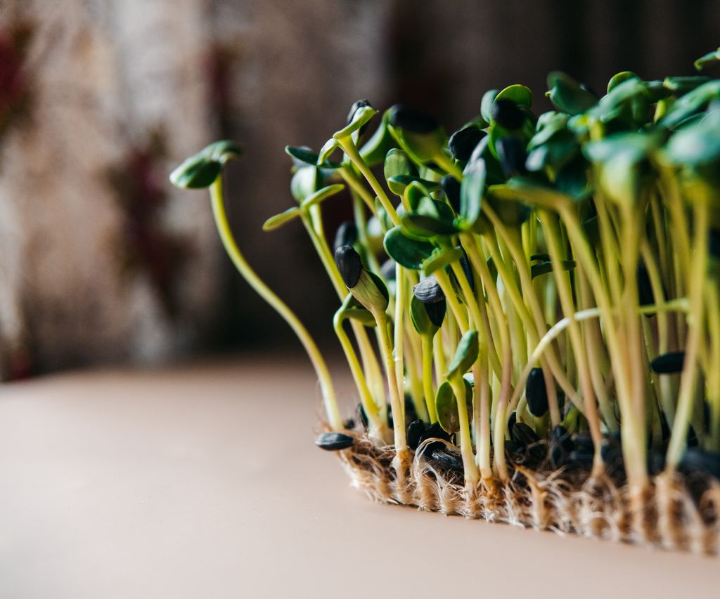 Best microgreens to grow indoors: 11 easy crops to try | Homes and Gardens