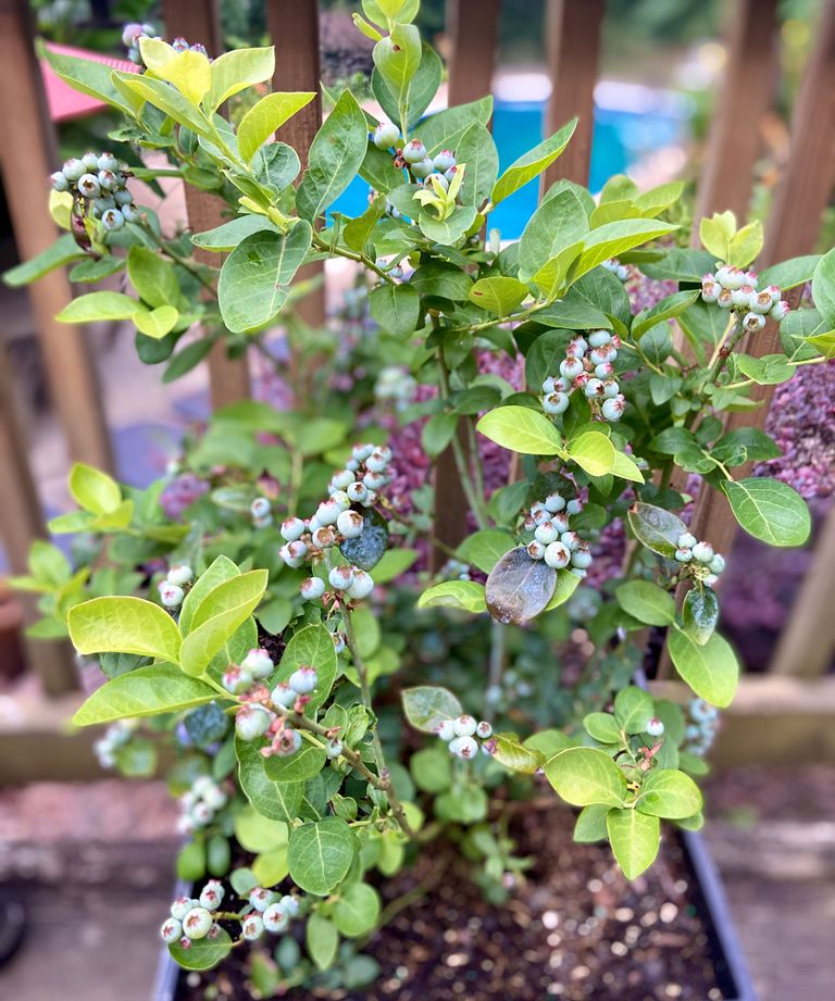 Growing Blueberries In Pots: How To Grow Container Blues | Gardening ...