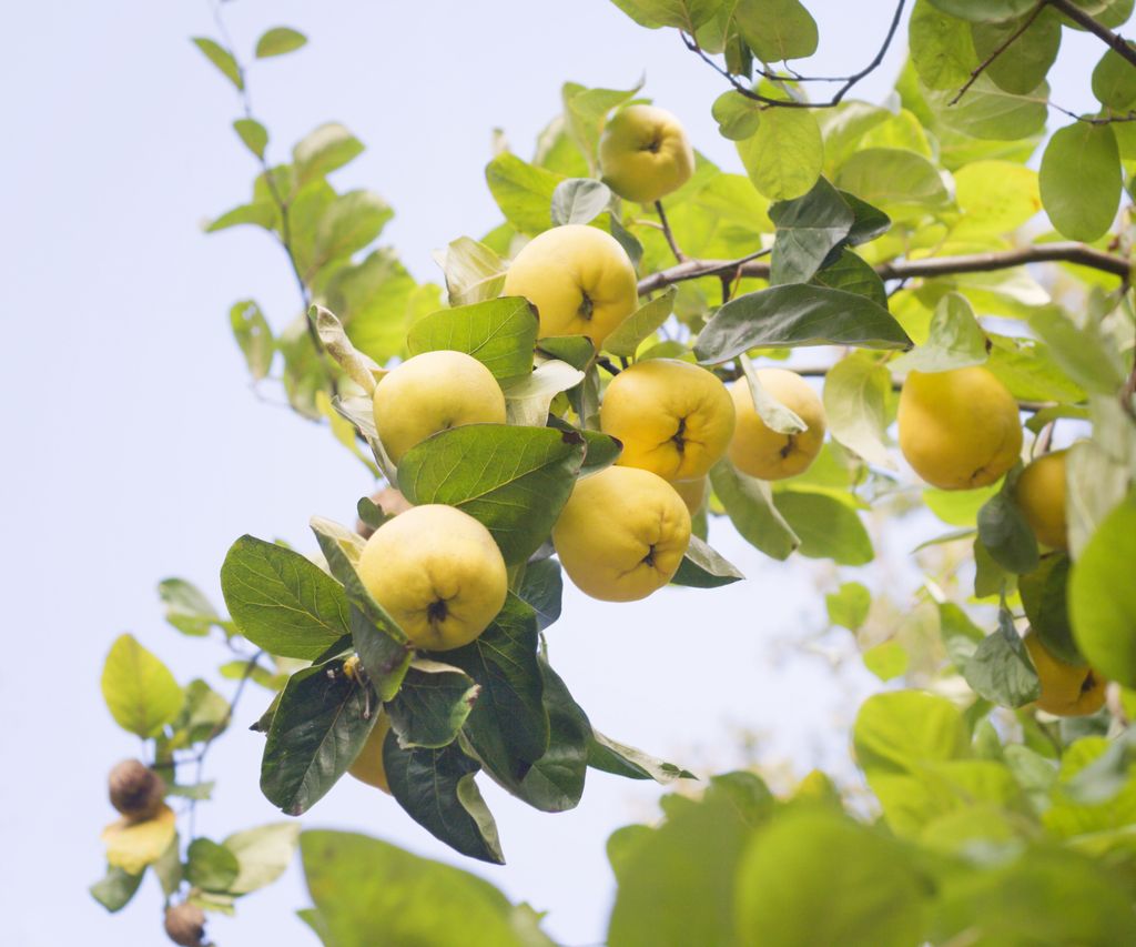 How to prune quince - an expert tree pruning guide | Homes and Gardens