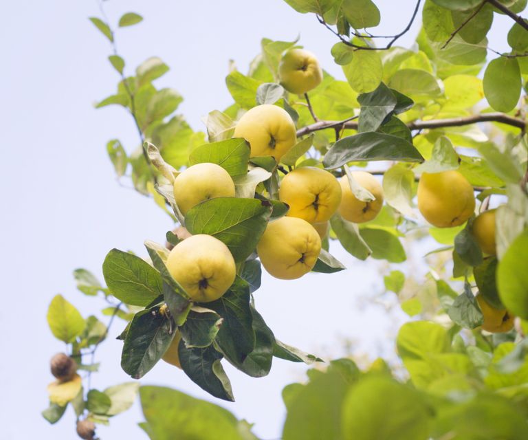 How to prune quince - an expert tree pruning guide | Homes and Gardens