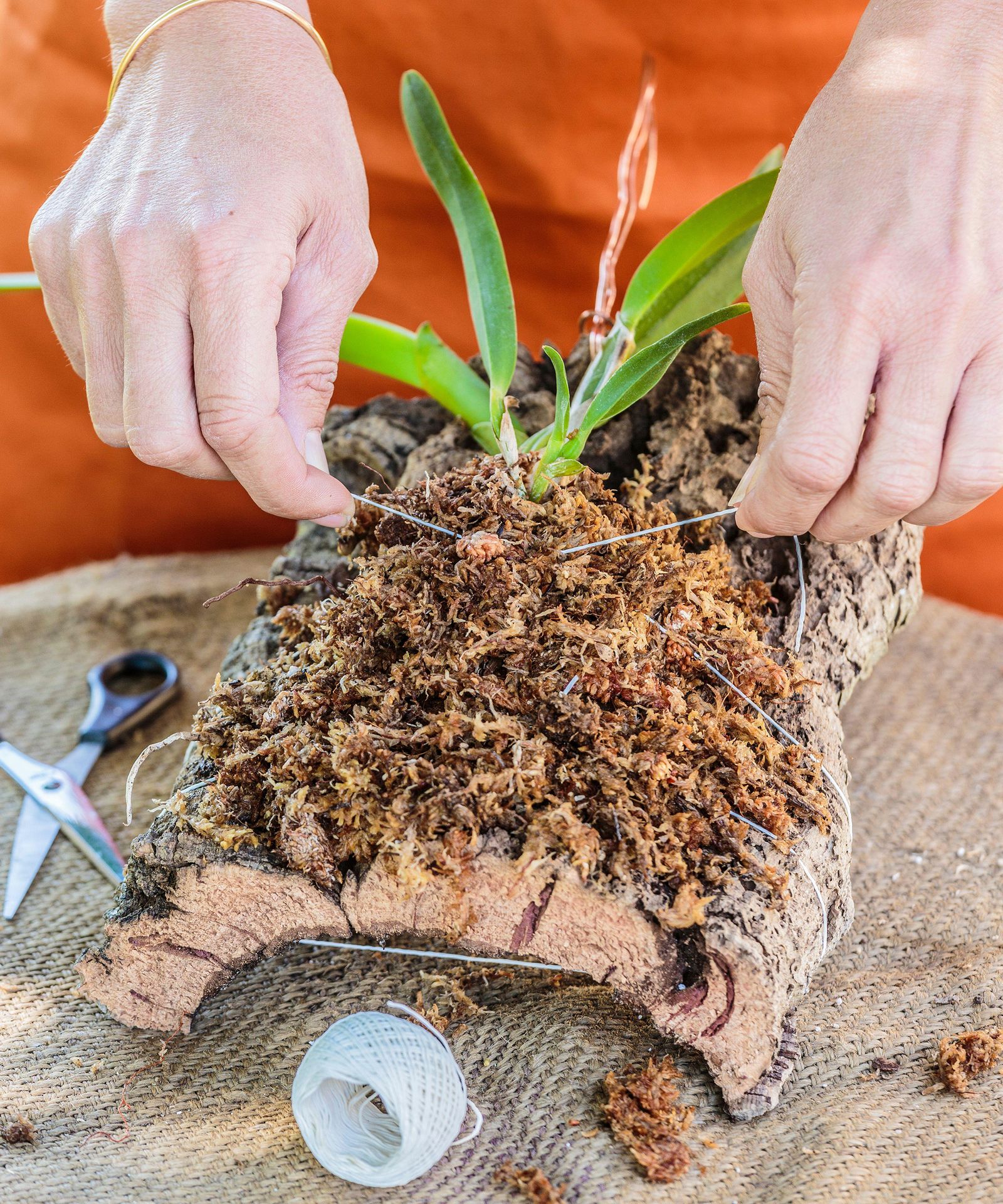 Mounting An Orchid: Step-By Step Guide For Stunning Displays | Gardening Know How